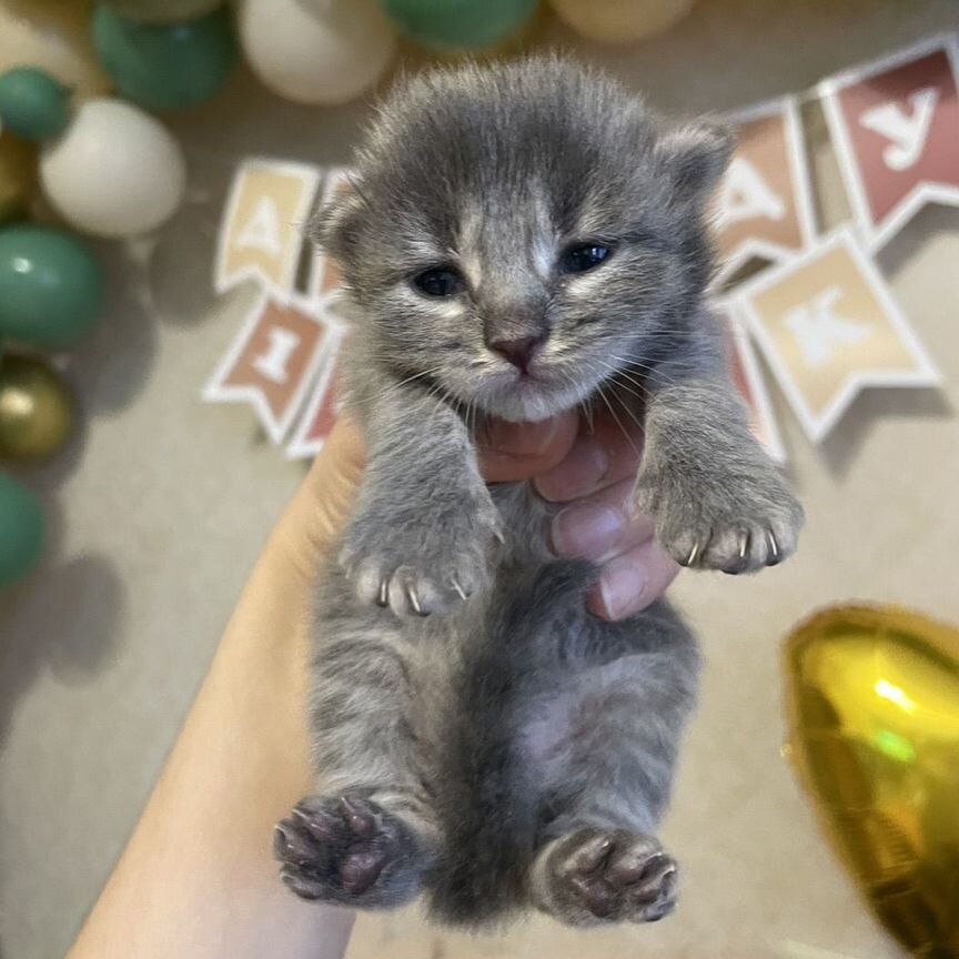 Отдам котят в добрые руки