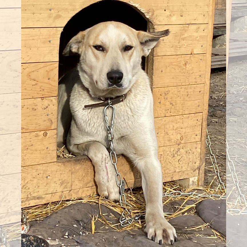 Взрослый пёс в добрые руки