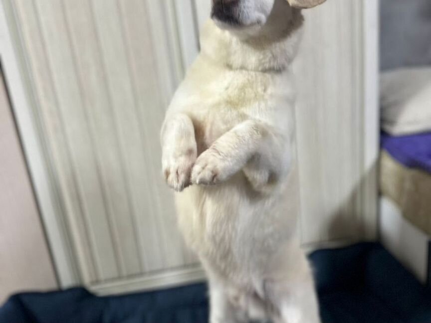 Миниатюрный Алтай ищет семью