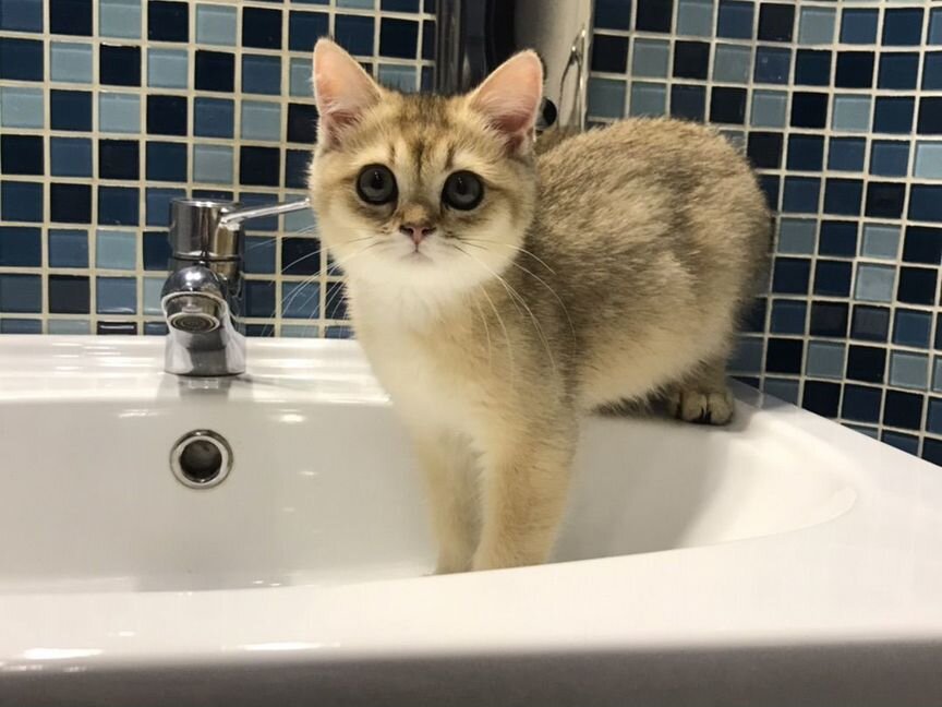 Шотландские золотые шиншиллы котята
