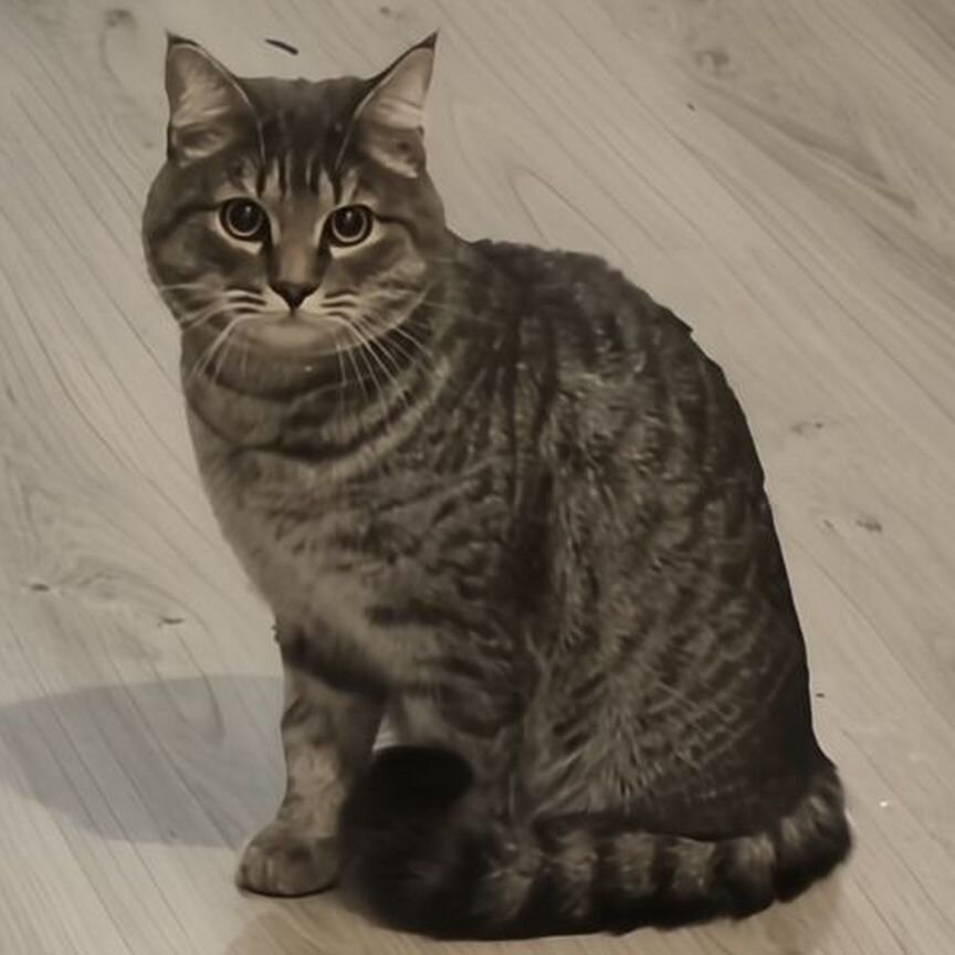 Взрослый кот в добрые руки