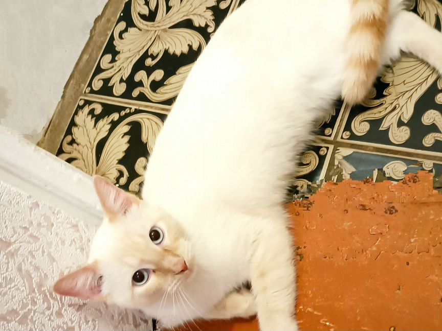Кот