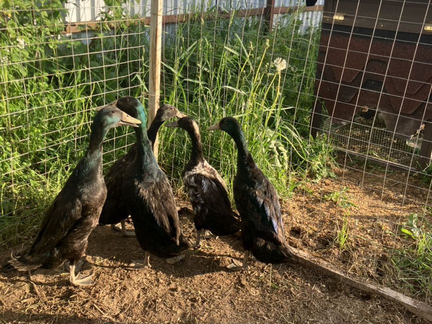 Утки индийский бегунок