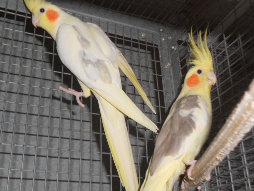 Кореллы-бронь на две пары до завтра