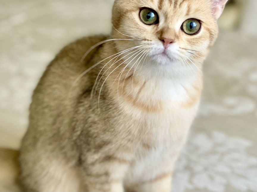 Британский котенок