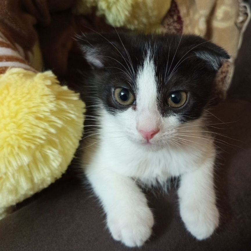 Британский короткошёрстный котёнок