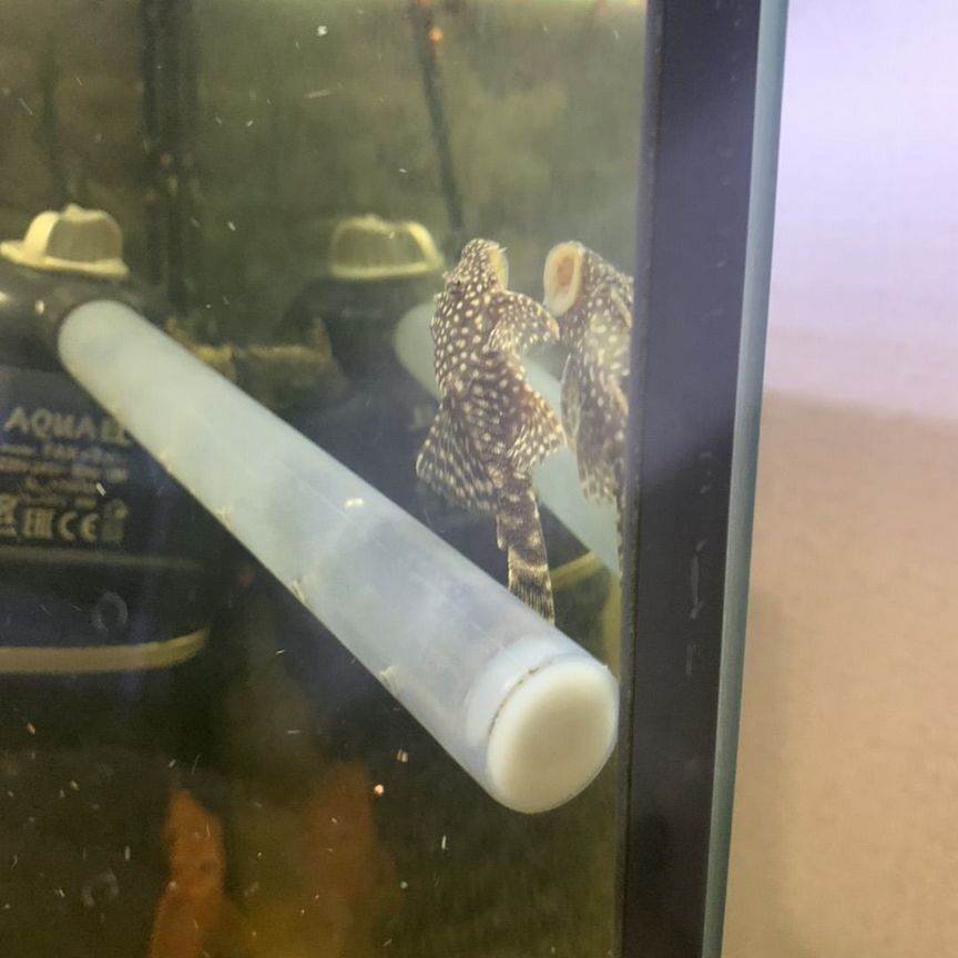 Продам сомиков