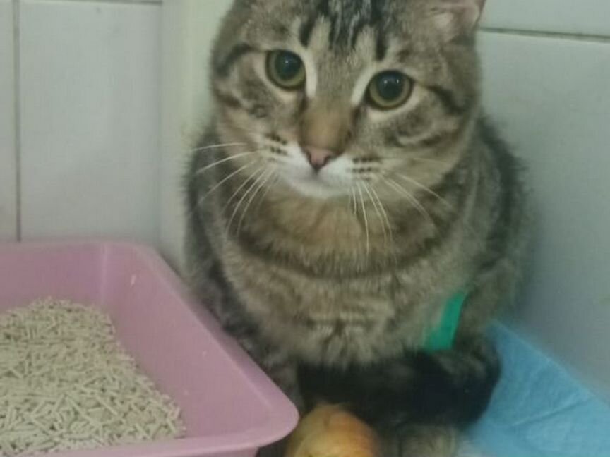 Котику нужен хотя бы временный дом