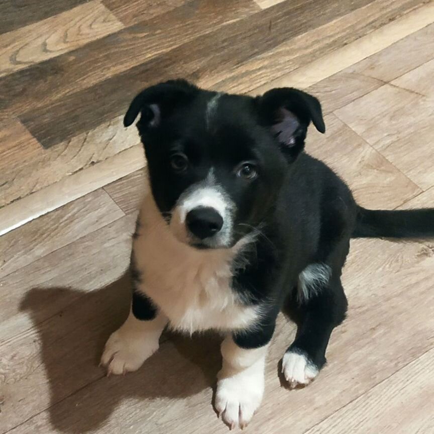 Маленький пëсик в самые добрые ручки