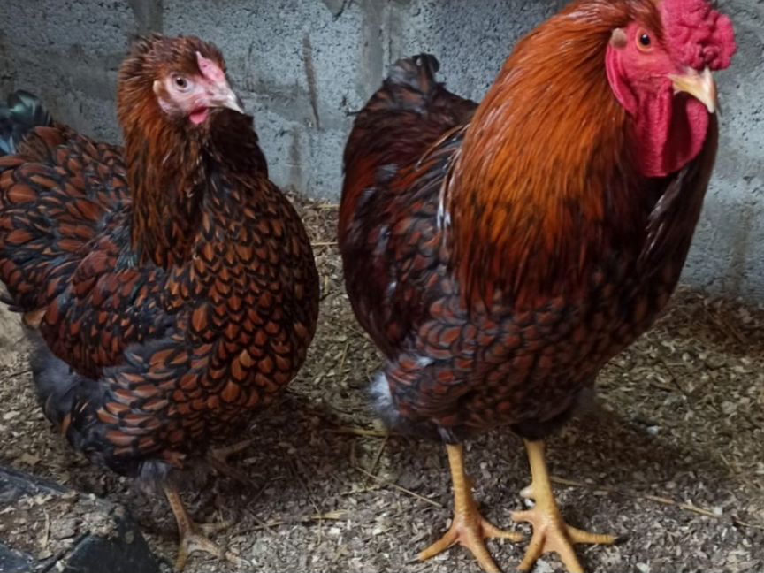 Инкубационное яйцо кур Виандот