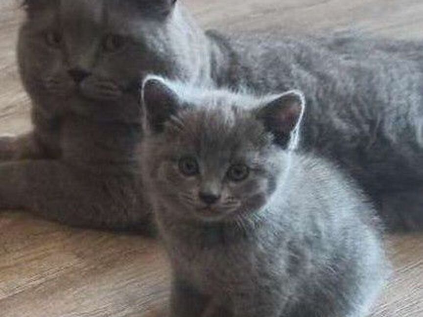 Кошки породистые