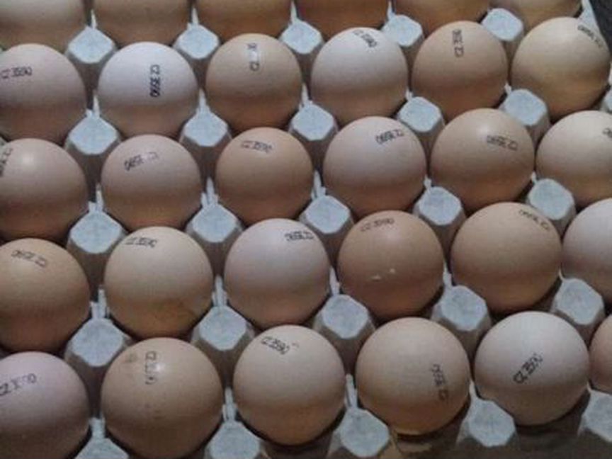 Инкубационное яйцо