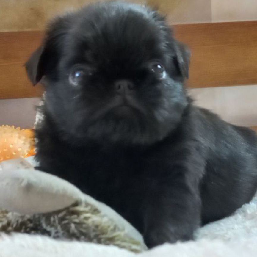 Бельгийский гриффон, щенок