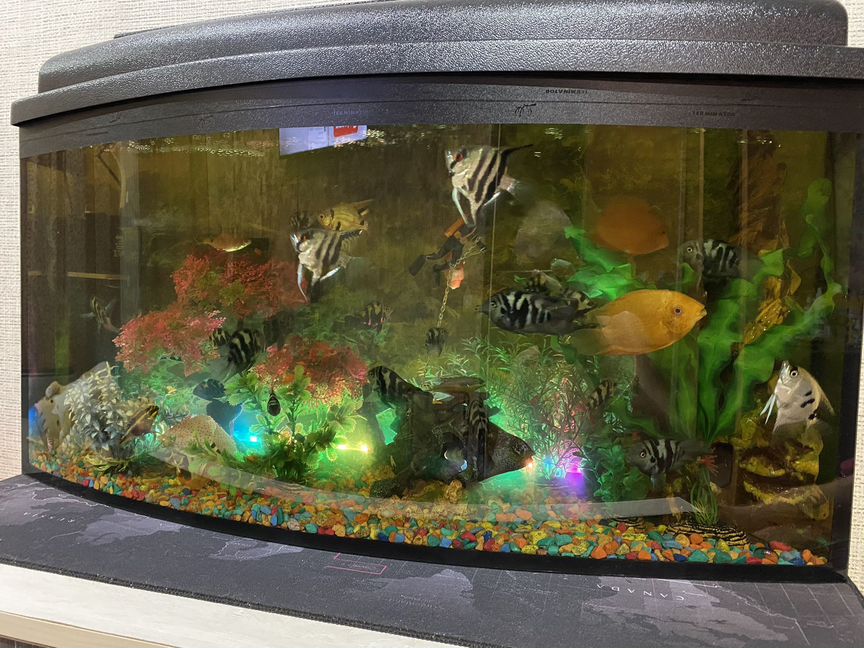 Аквариум 85л с рыбками