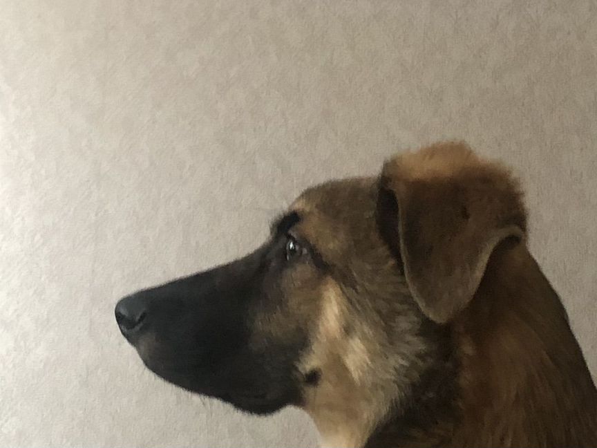 Щенок в добрые руки отдам бесплатно