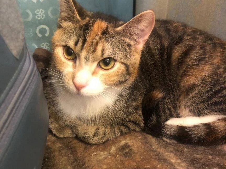 Кошки