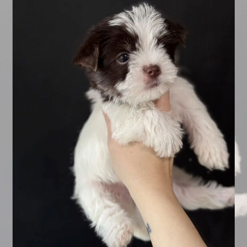 Йоркширский терьер, щенок