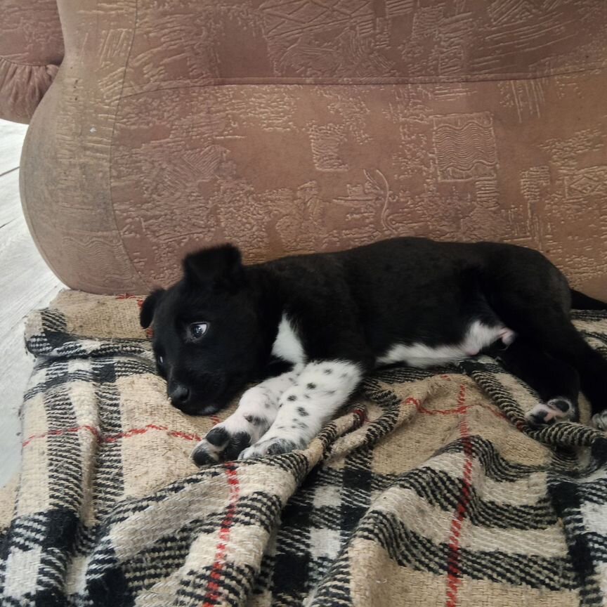 Отдам в добрые руки