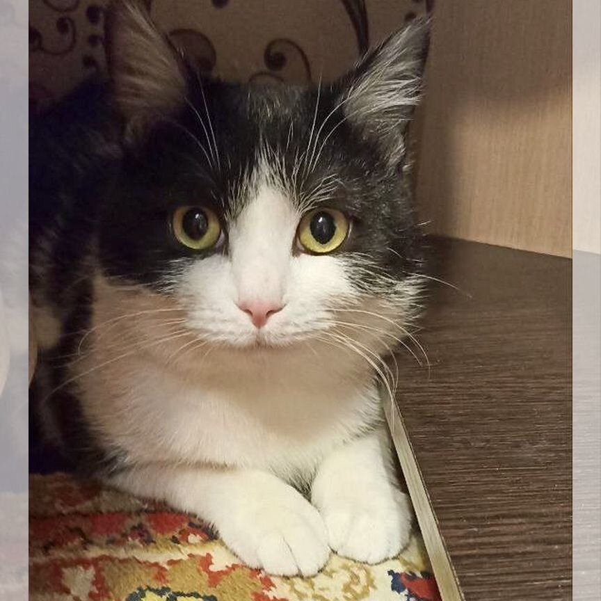 Взрослый кот в добрые руки