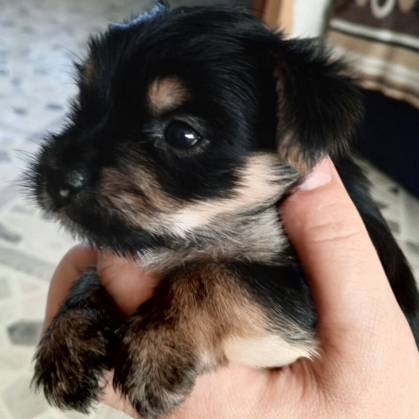 Щенки Йорка