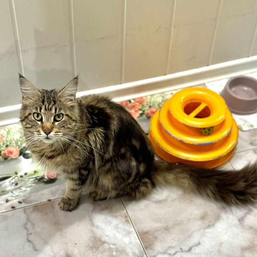 Кошка стерилизованная