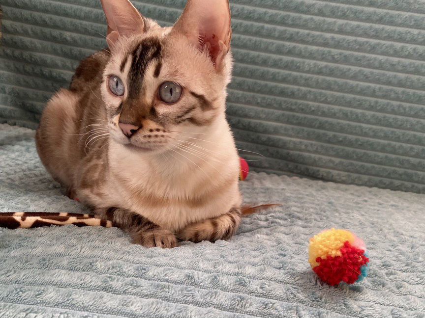 Кошка бенгальская снежная