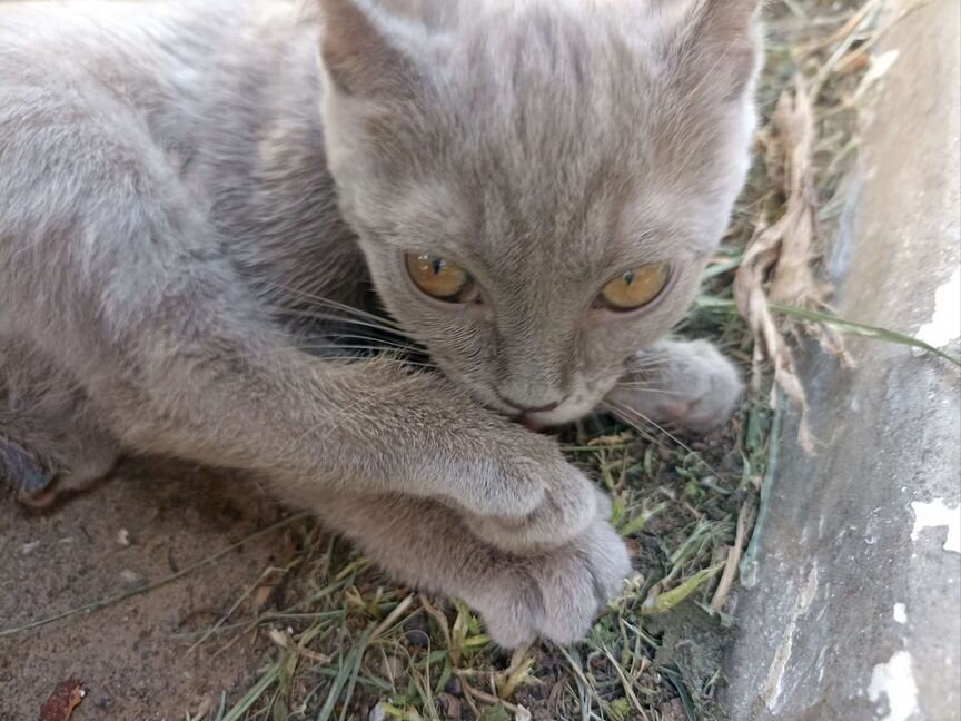 Отдам котëнка