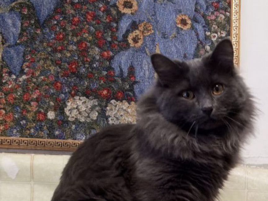 Кот Нибелунг