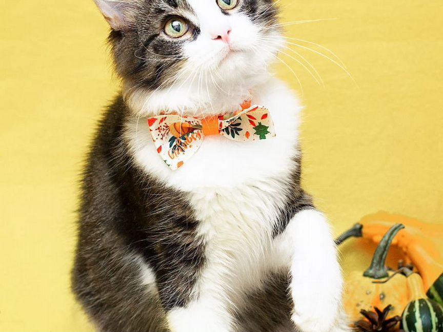 Юный котенок Линкольн ждёт семью