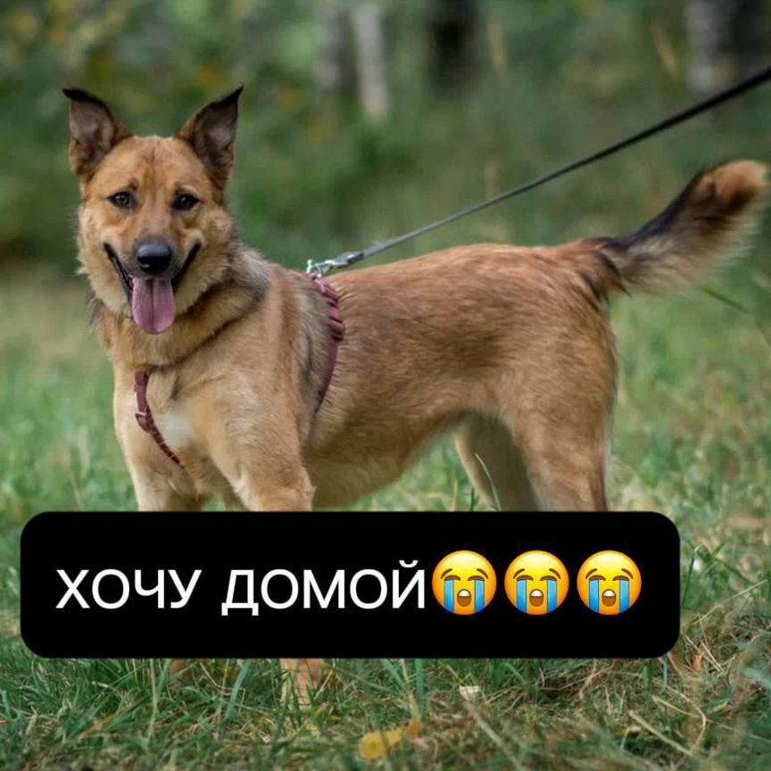 Взрослая собака в добрые руки