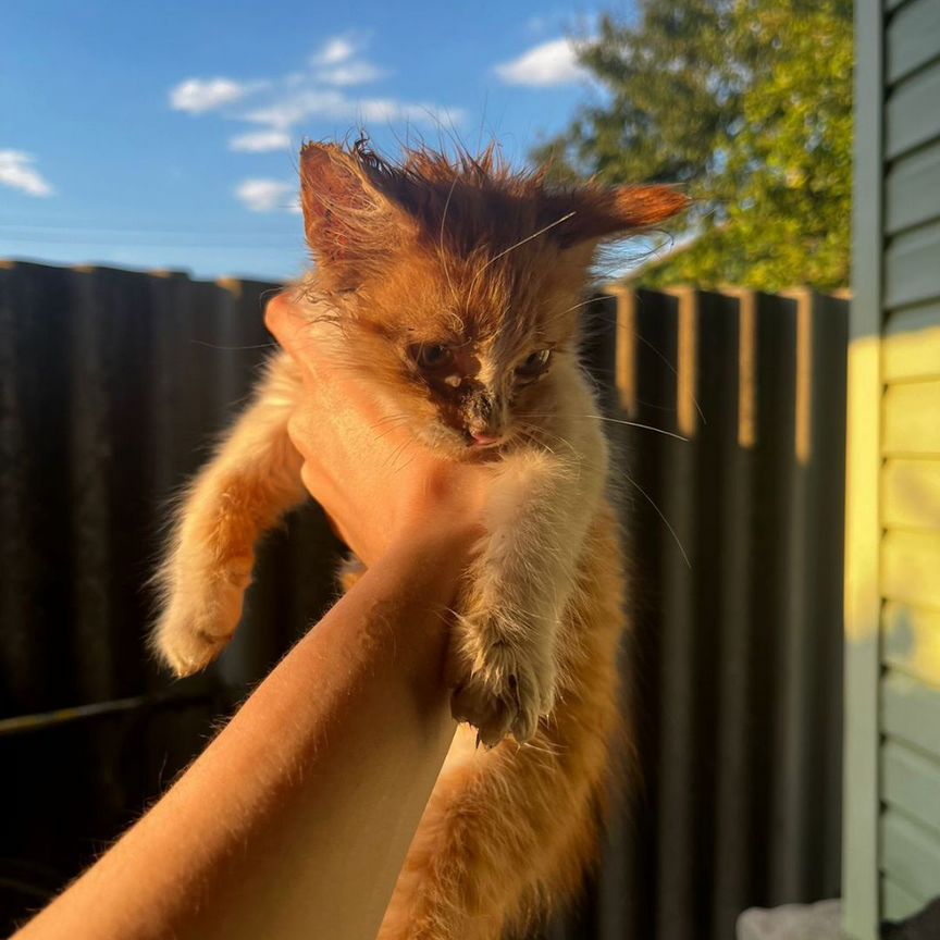 Котята в добрые руки