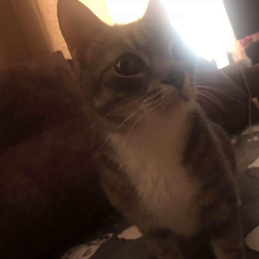 Кот