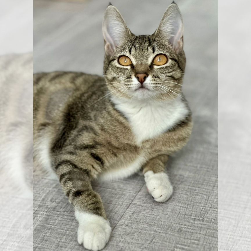 Кошечка 7 месяцев