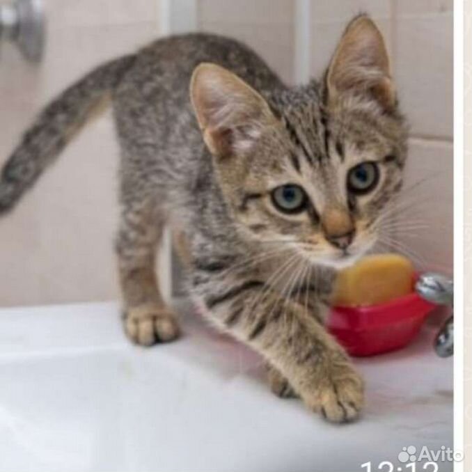 Котеночек мальчик 1.6мес