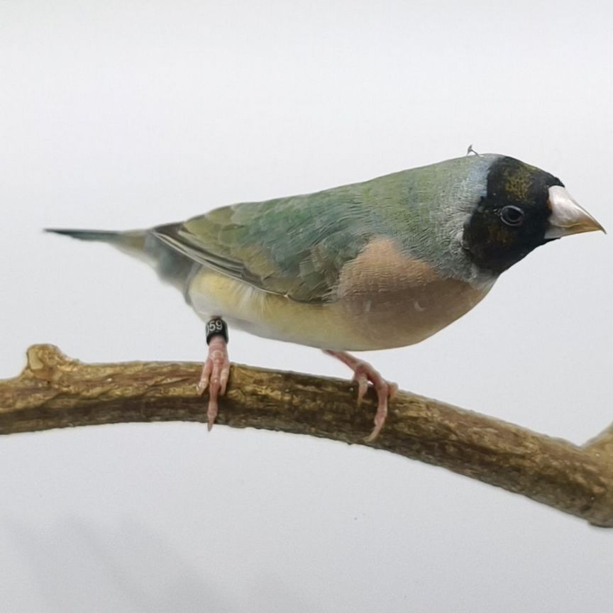 Амадины гульда