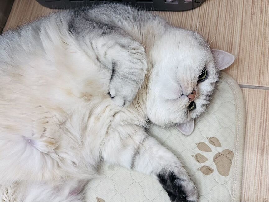 Британская короткошёрстная кошка