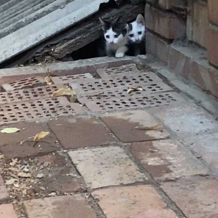 Погибают от голода котята