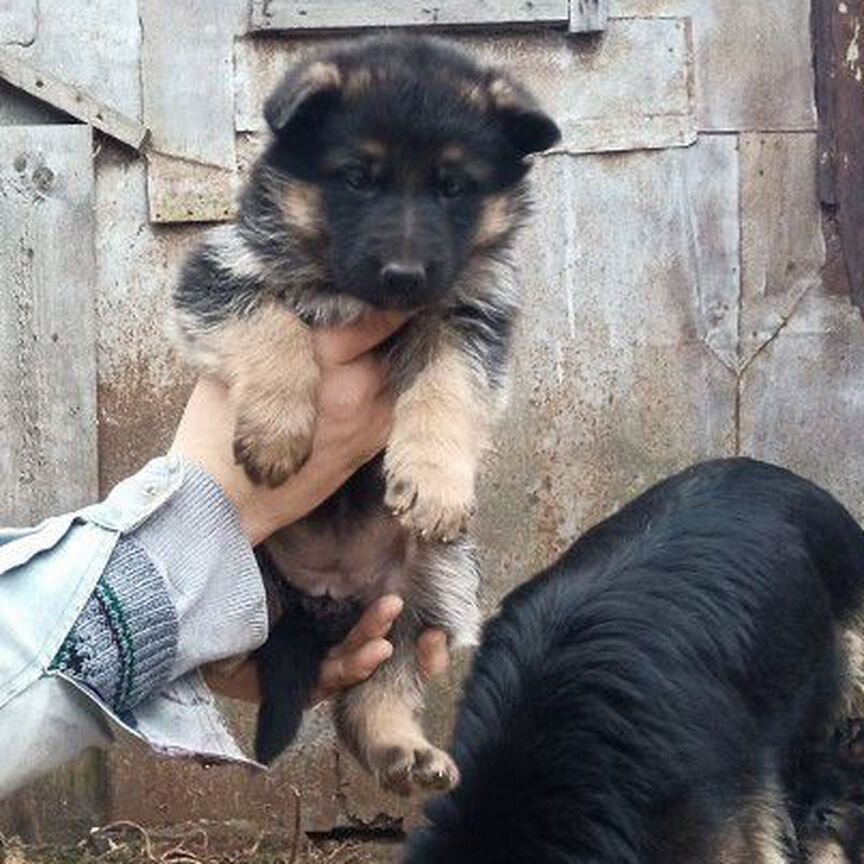 Немецкая овчарка, щенок