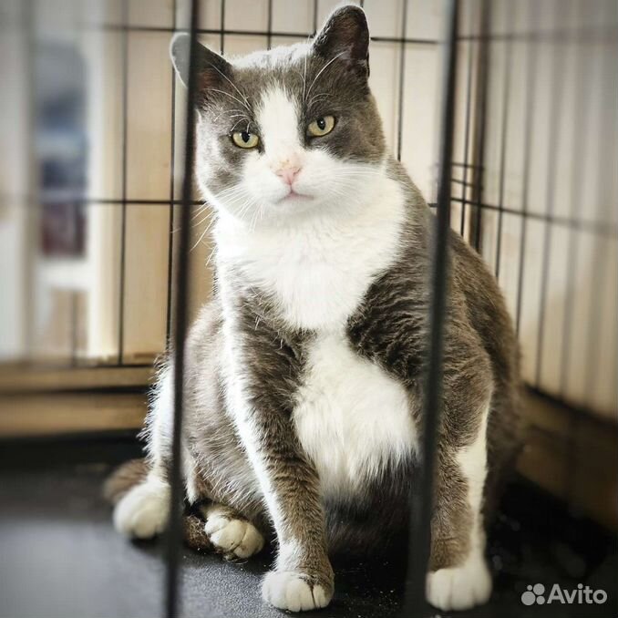 Бомбический Котан