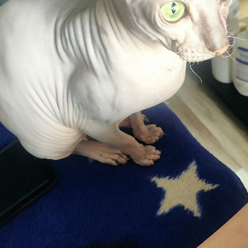 Кошка ищет жениха