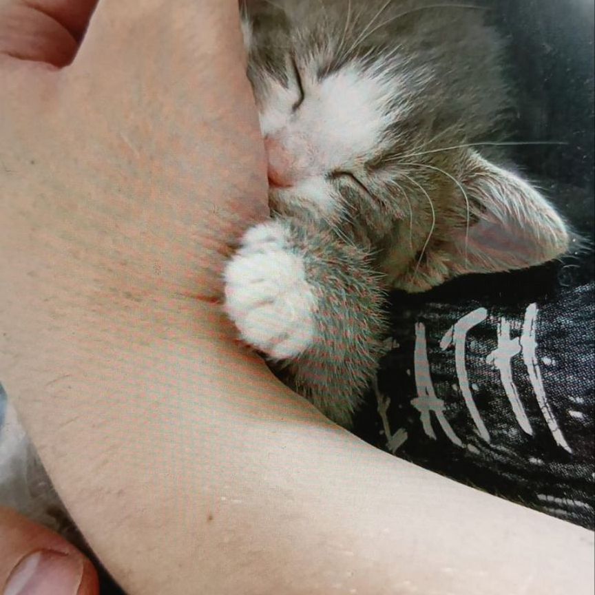 Котёнок бесплатно