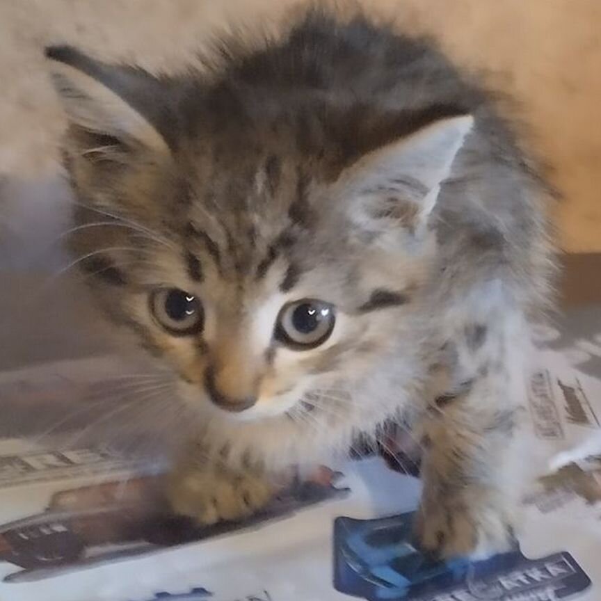 Отдам котенка в добрые руки