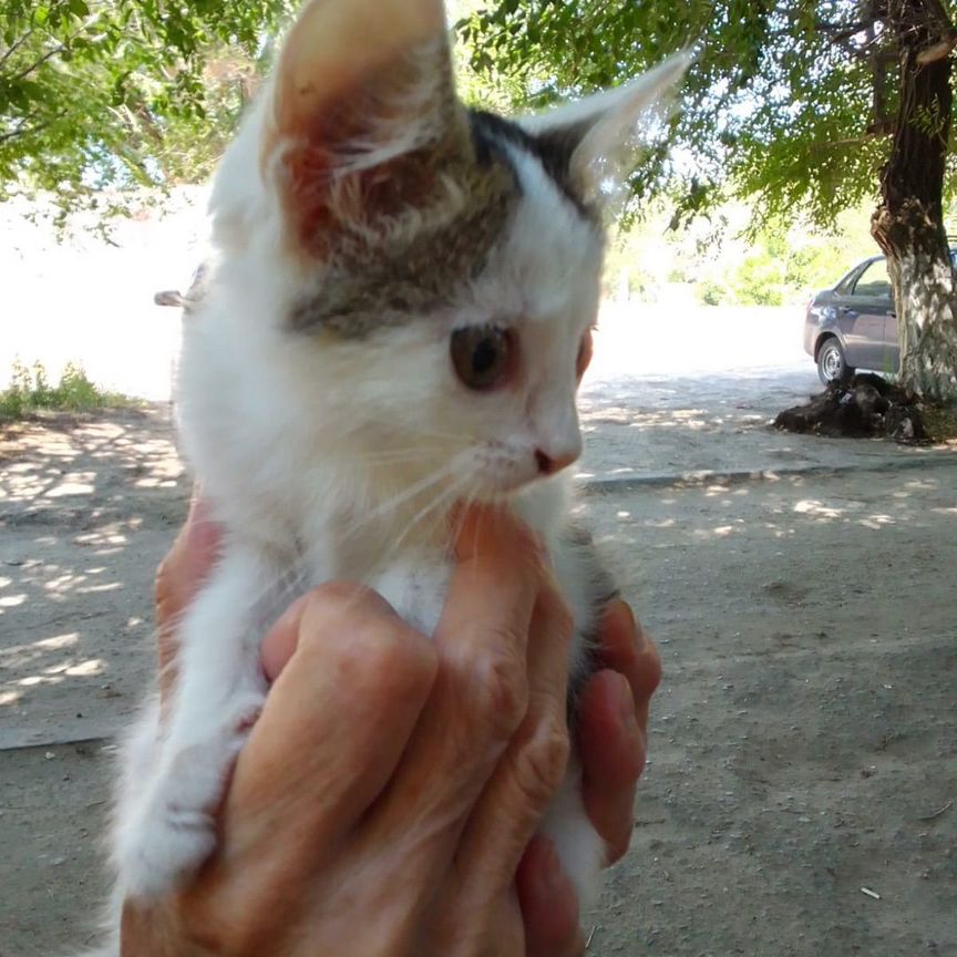 Котенок