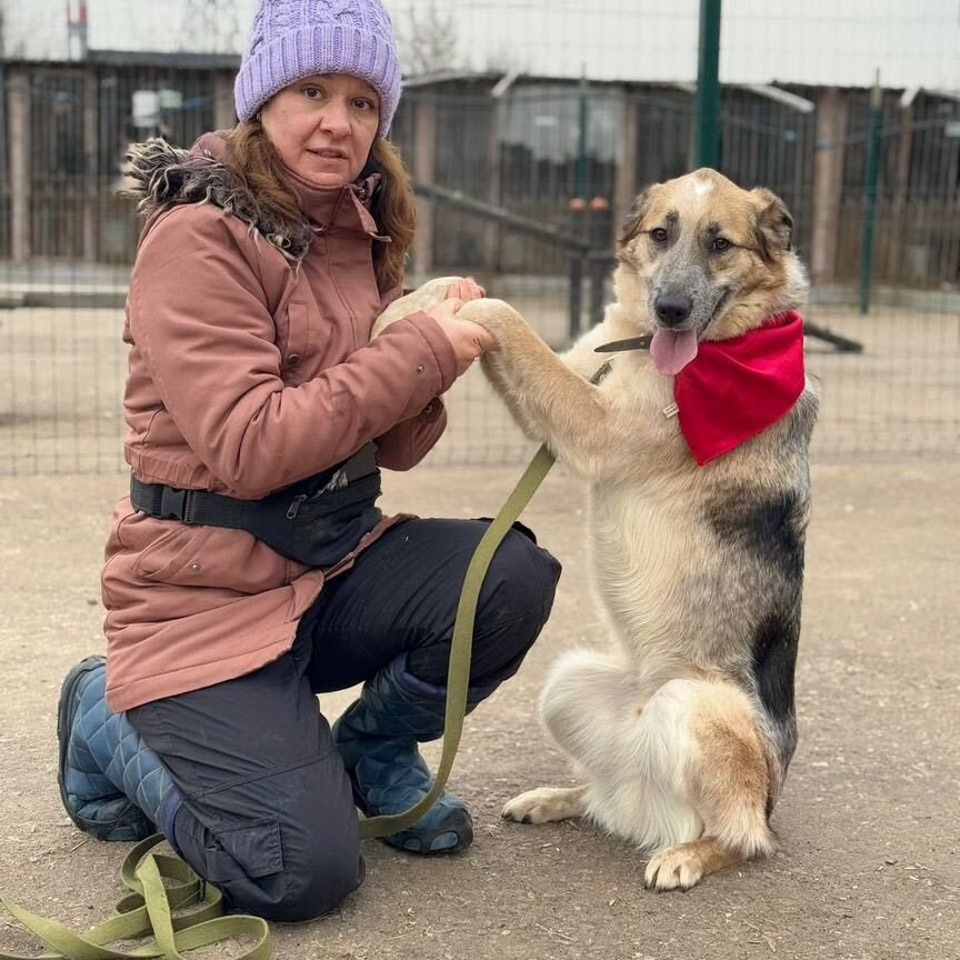 Собака из приюта в добрые руки