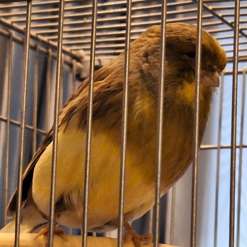 Кенарь Глостер