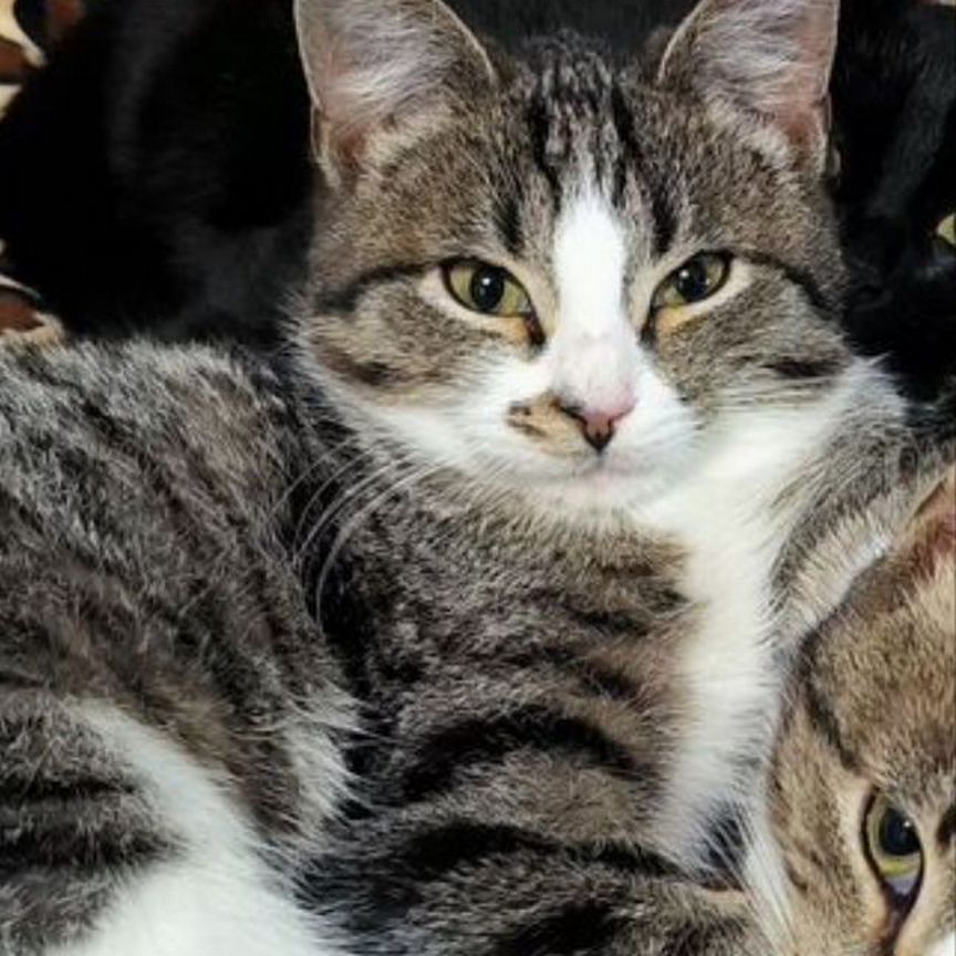 Отдам котейку в добрые руки