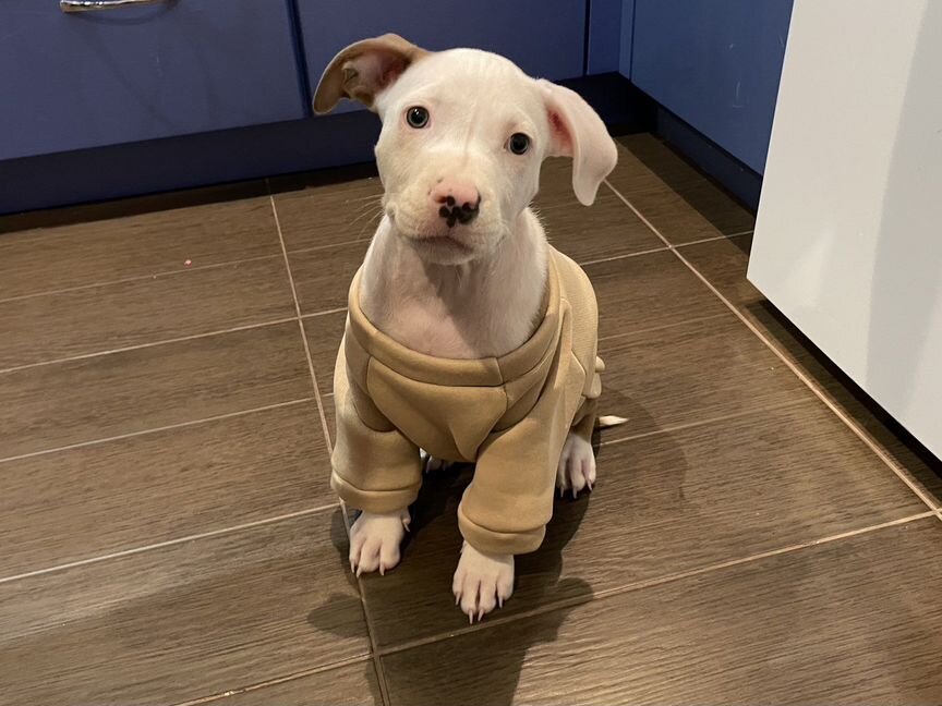 Свитшот для собаки