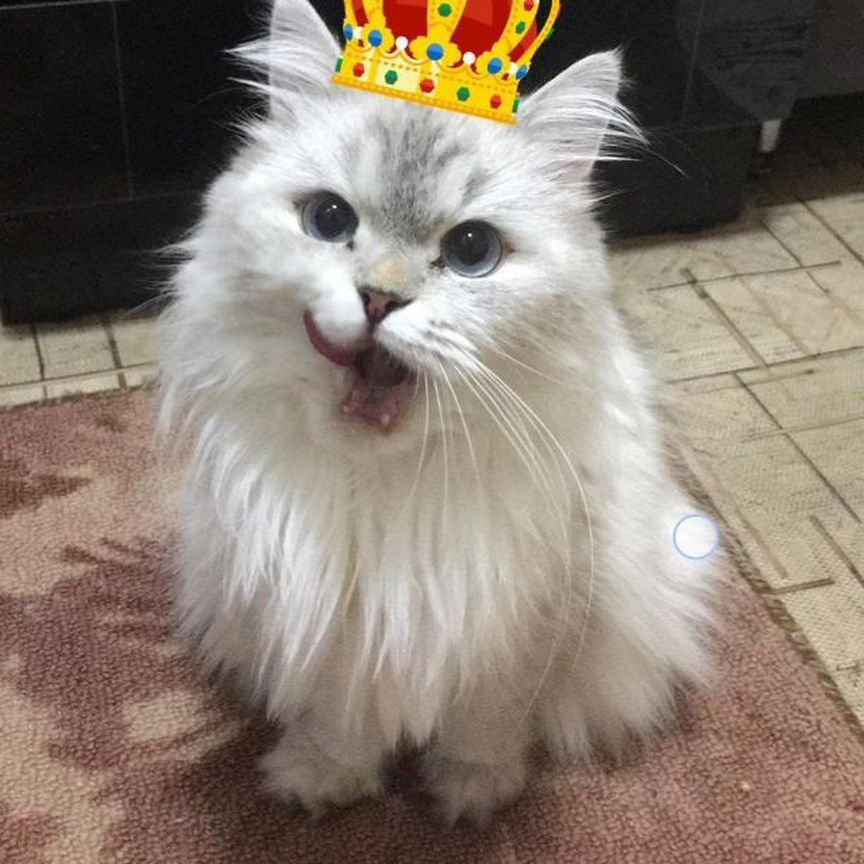 Шотландская прямоухая кошка
