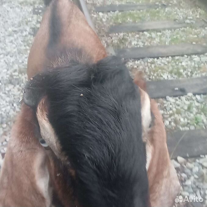 Козел Битал Вязка