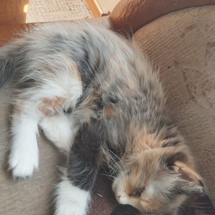 Кошка ищет дом